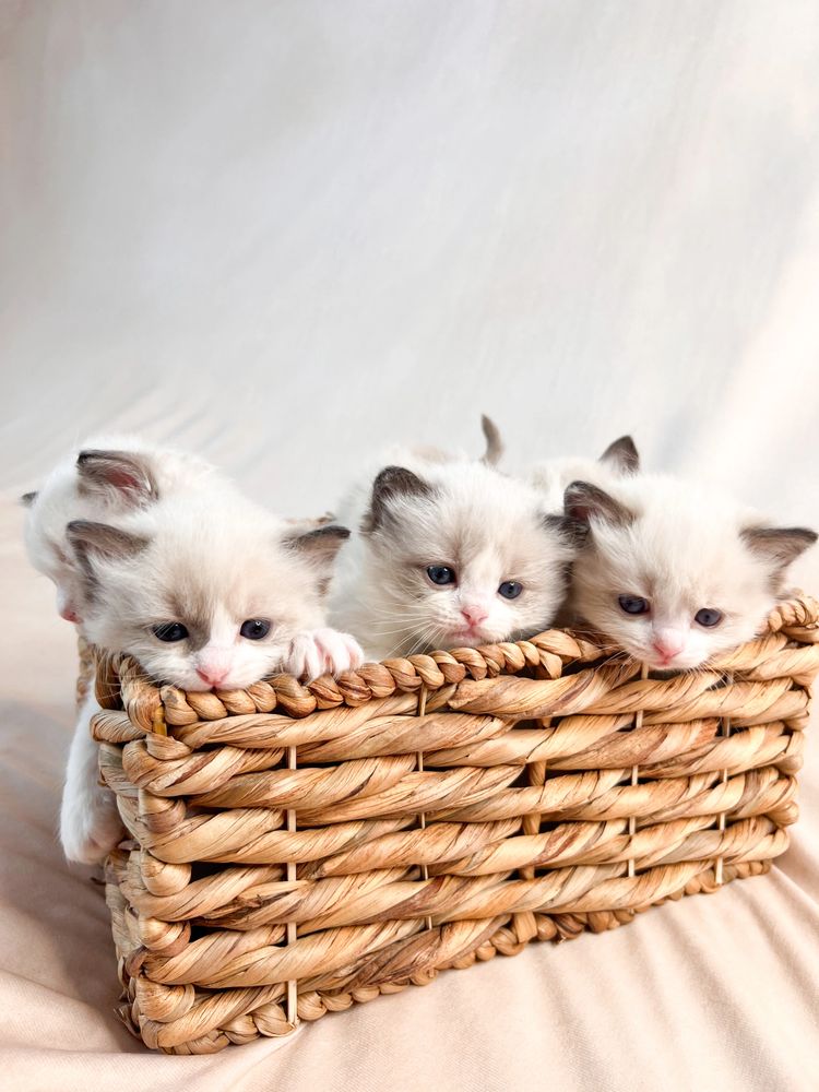 Ragdoll Kittens for Sale | Best Breeder | TICA Registered