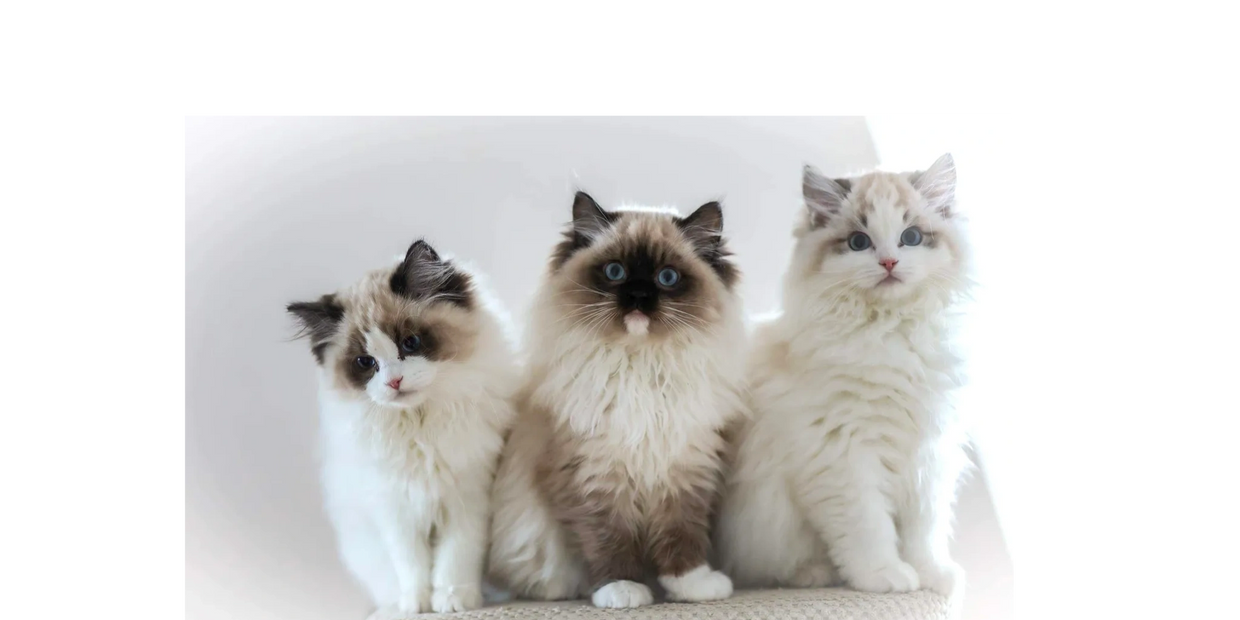 Best Ragdoll Breeder
