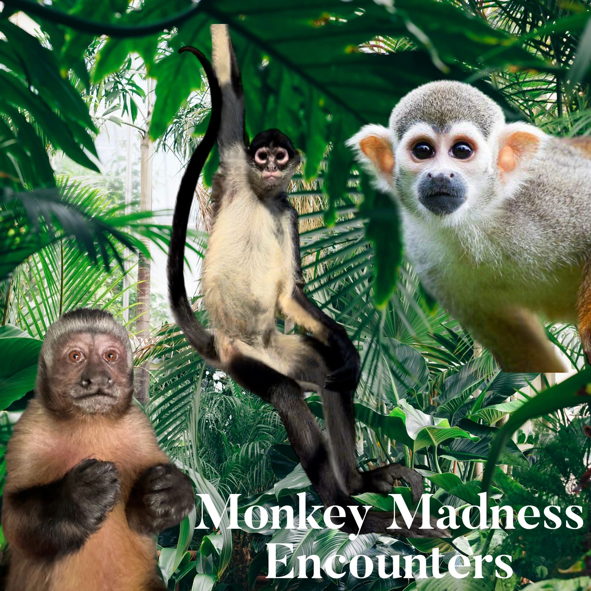 Monkey Madness Encounters