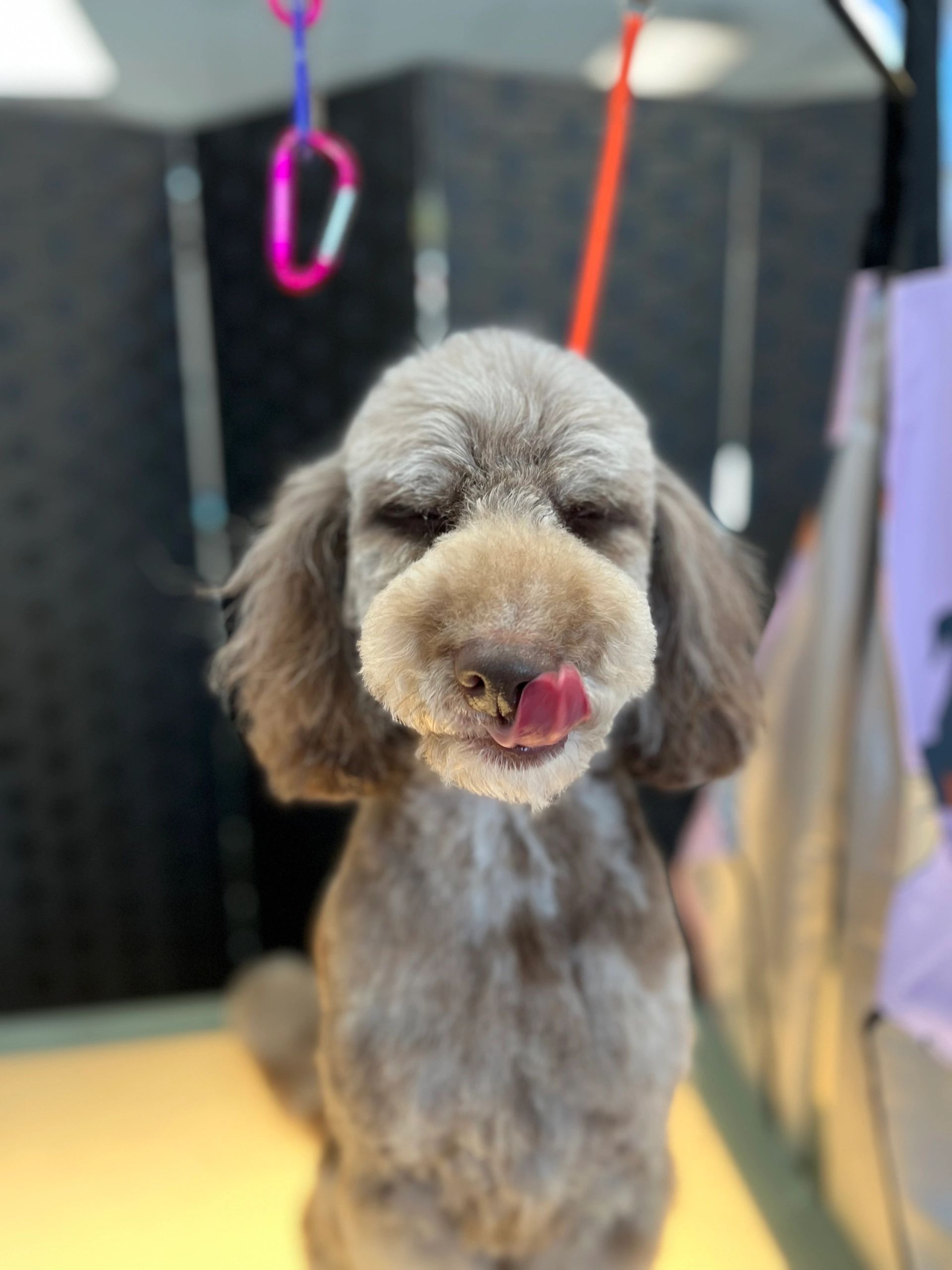 A Diamond in the Ruff Grooming - Northern Kentucky