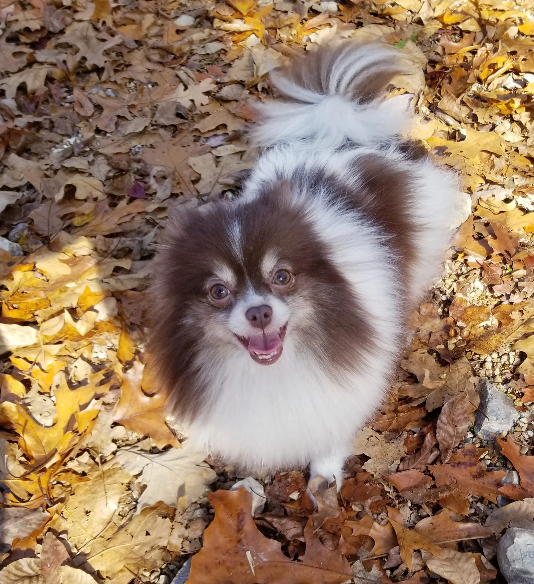 Chocolate Parti Pomeranian
