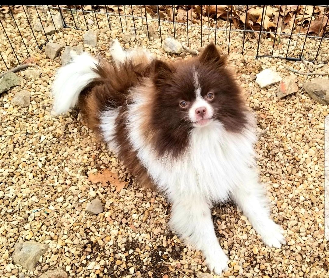 Chocolate Parti Pomeranian