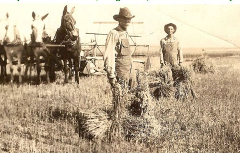 Witcher Family Genealogy