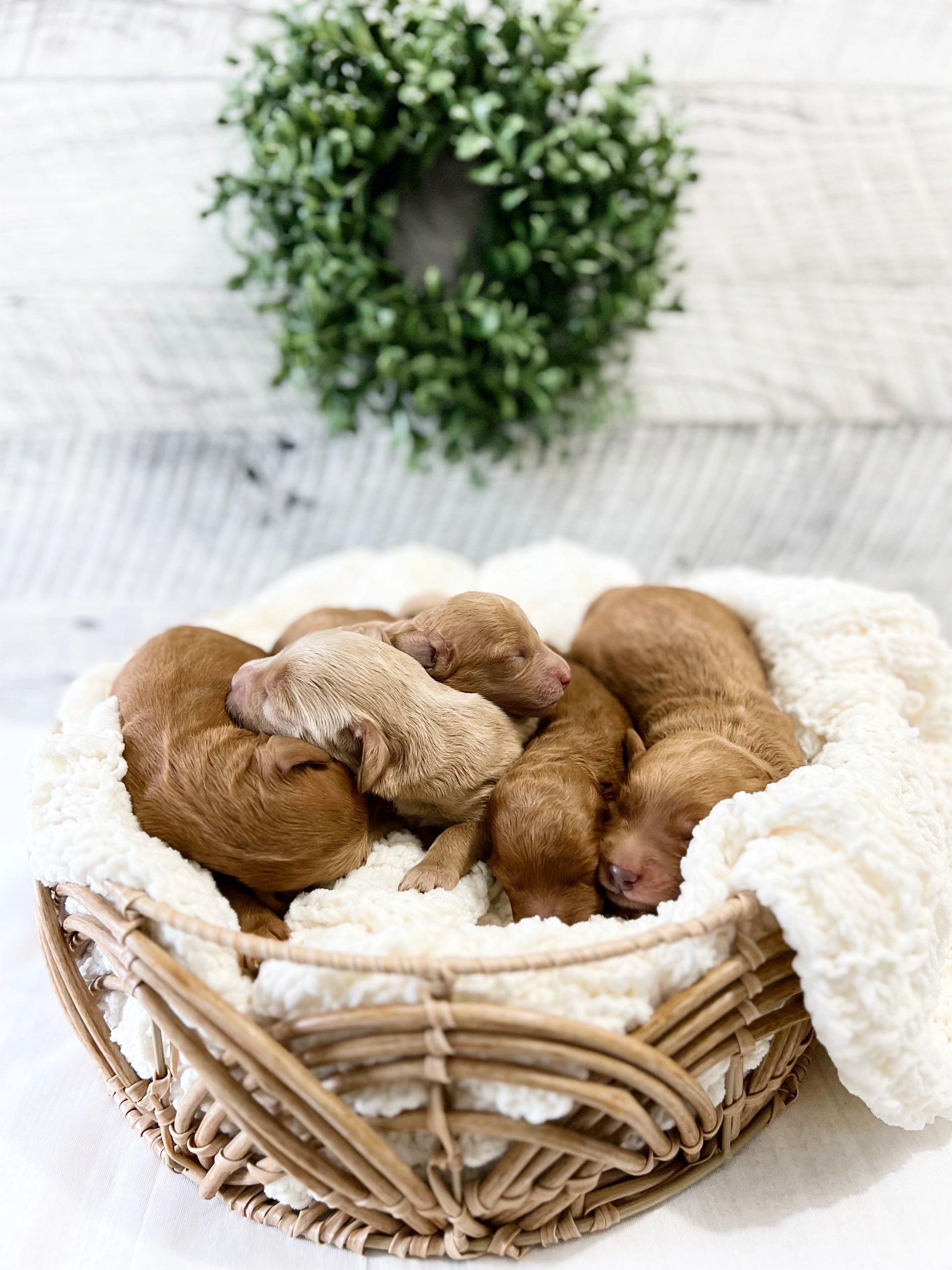 Millers Poodles & Doodles - Mini Golden Doodles, Poodle, Pets