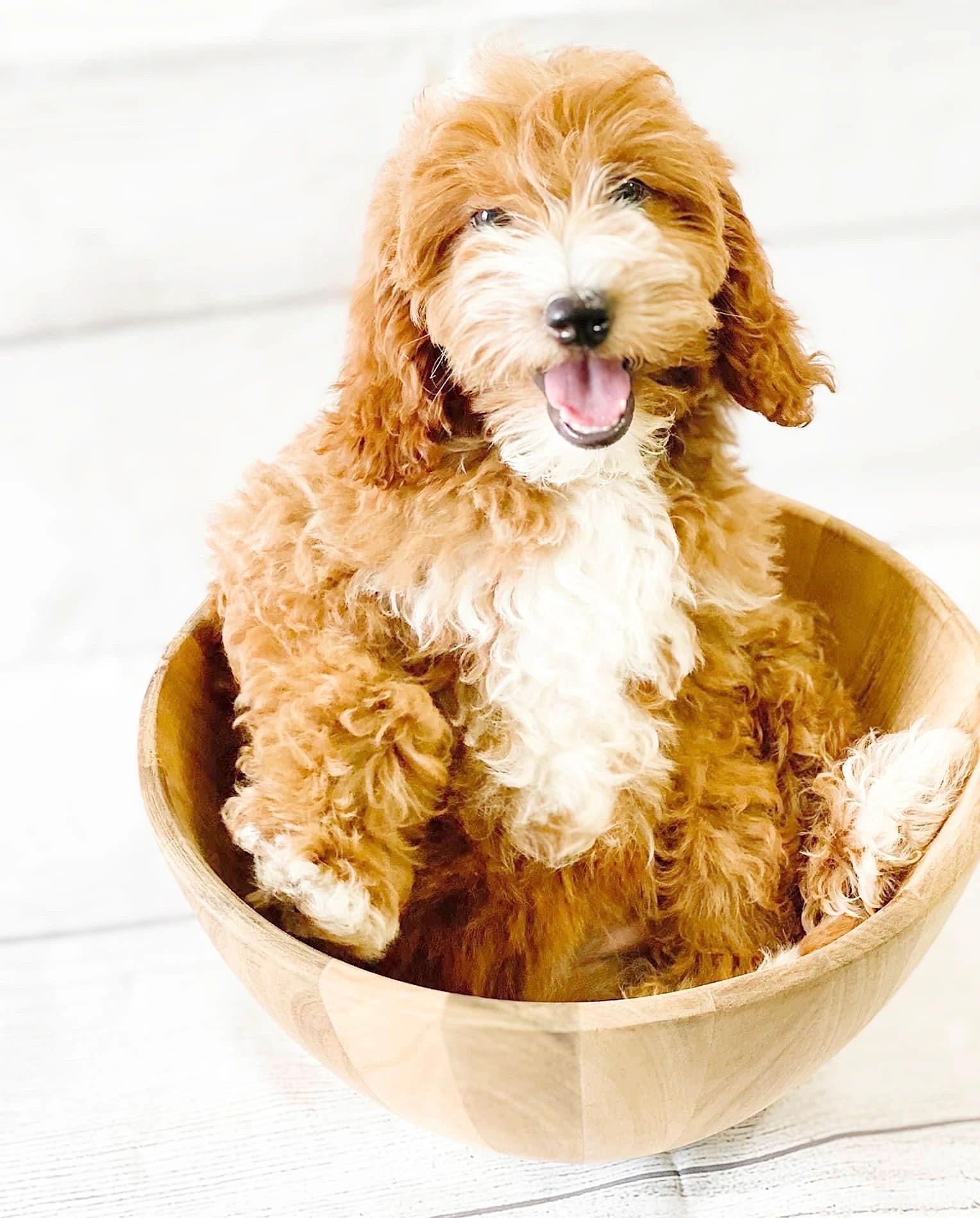 Millers Poodles & Doodles - Mini Golden Doodles, Poodle, Pets