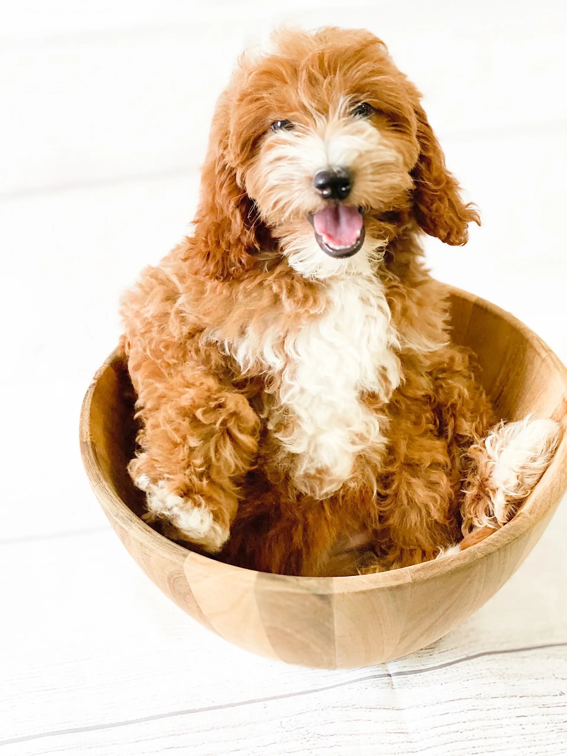 Millers Poodles & Doodles - Mini Golden Doodles, Poodle, Pets