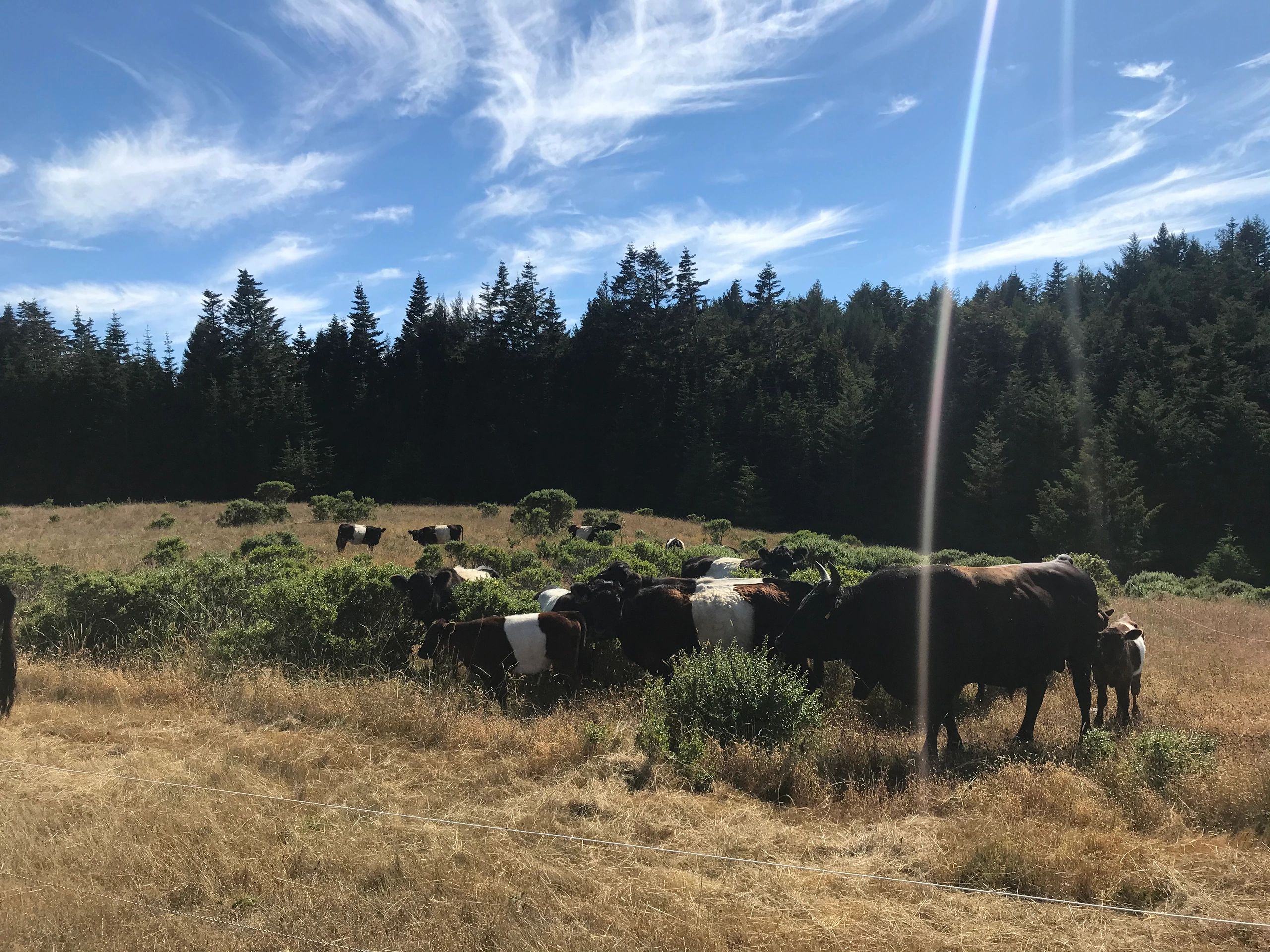 Wildheartfarm - Grass Fed Beef, Regenerative Agriculture