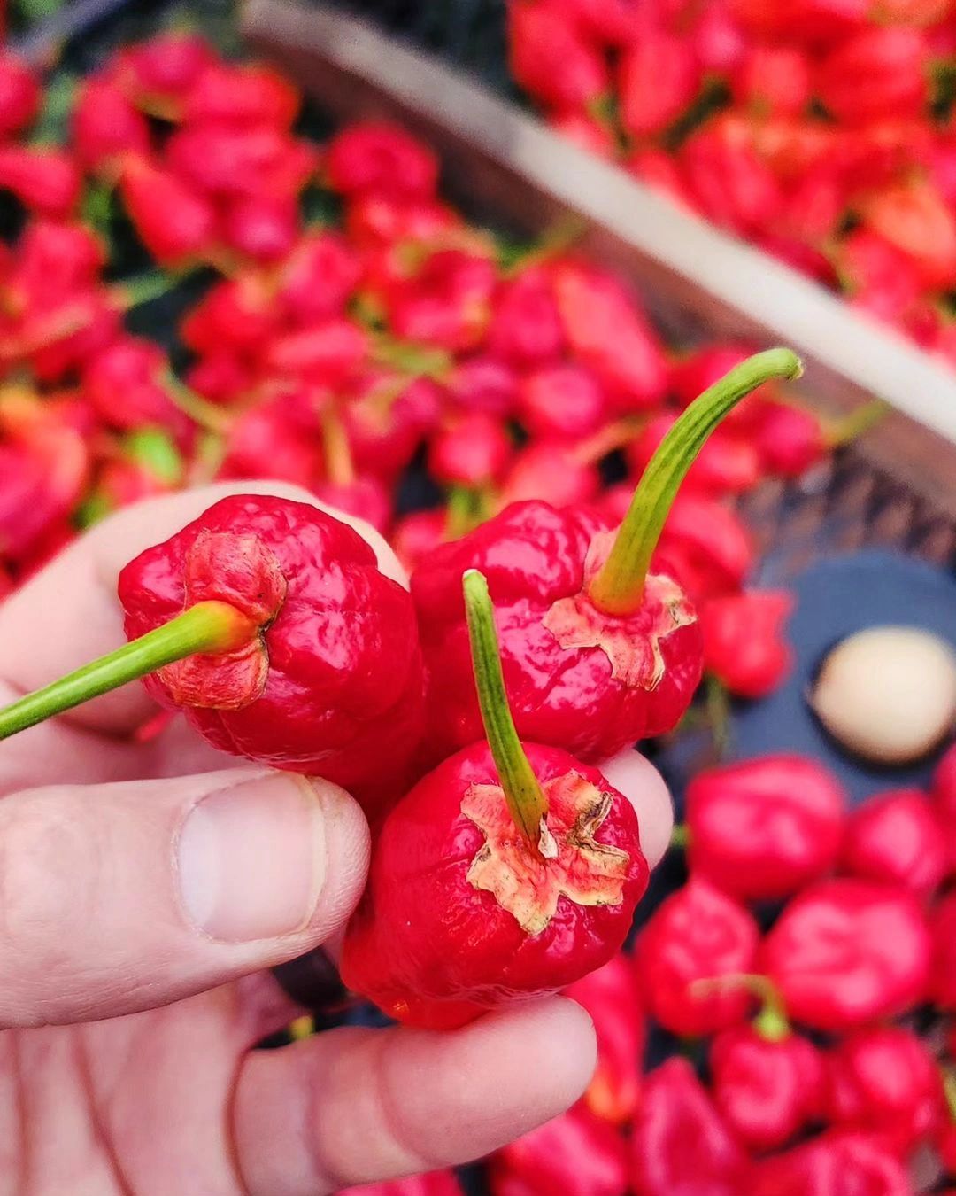 Paul's Pickle and Pepper Emporium, LLC