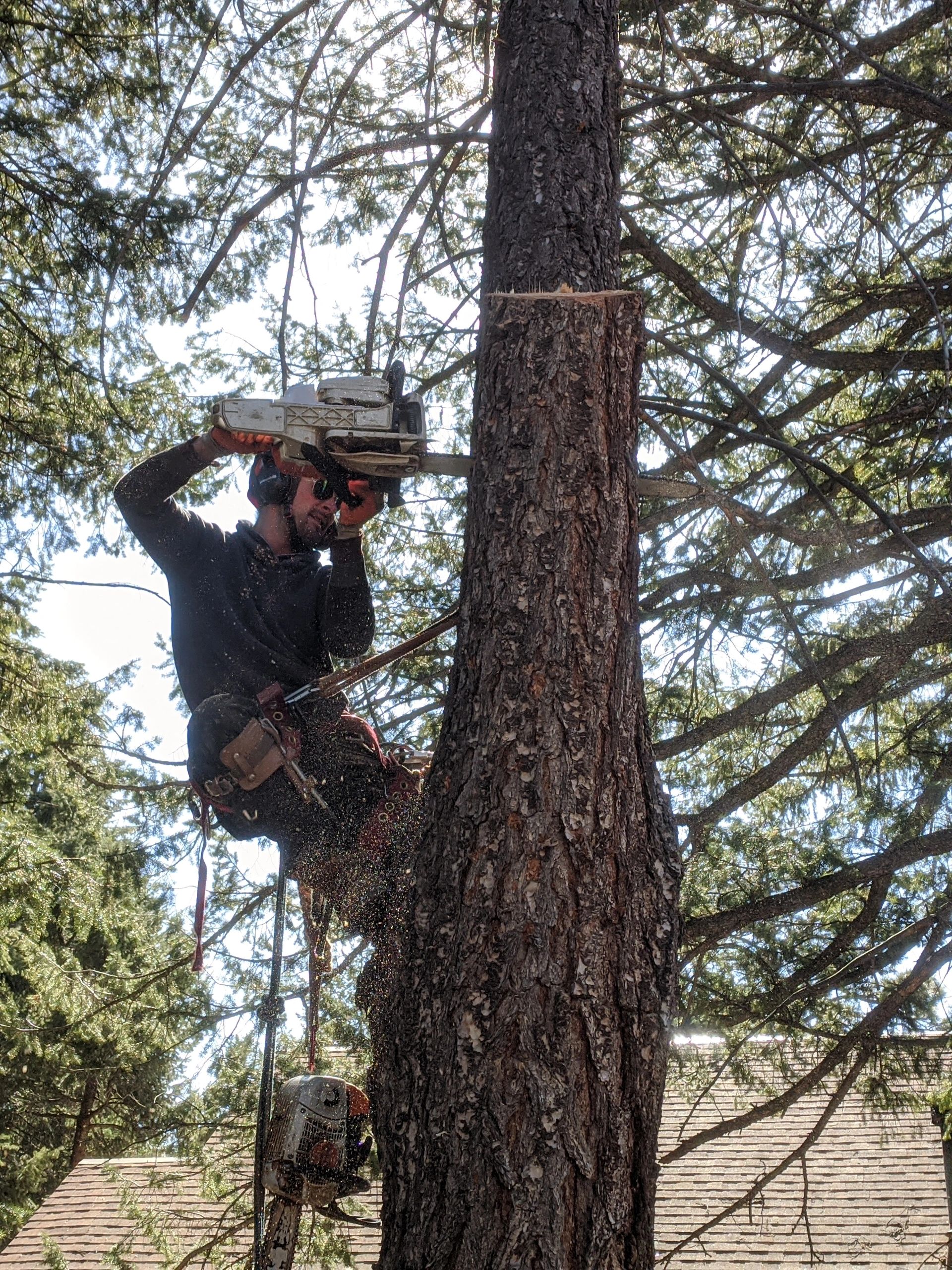 Elk Mountain Tree Services - Tree Removal, Tree Trimming