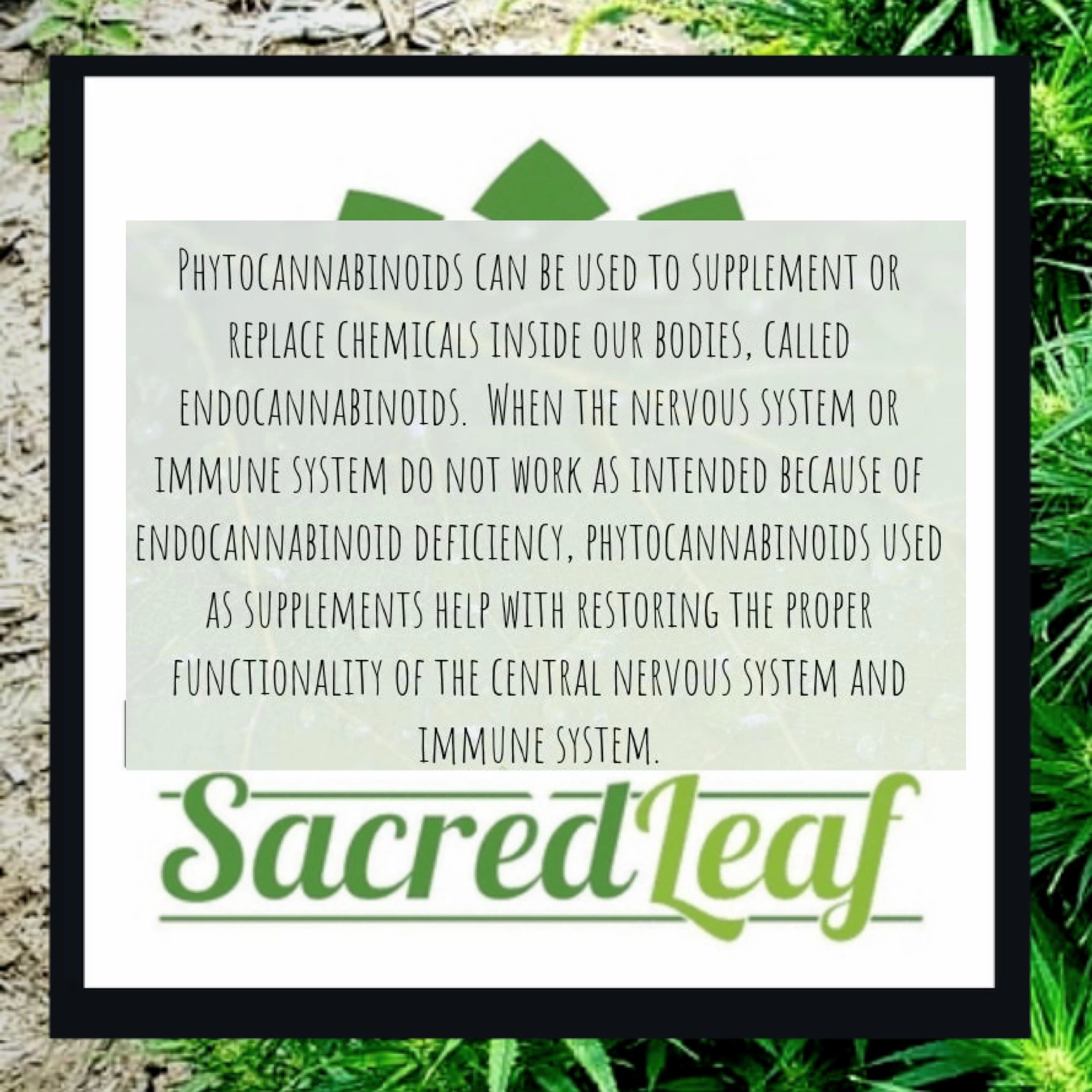 Sacred Leaf Texas - online