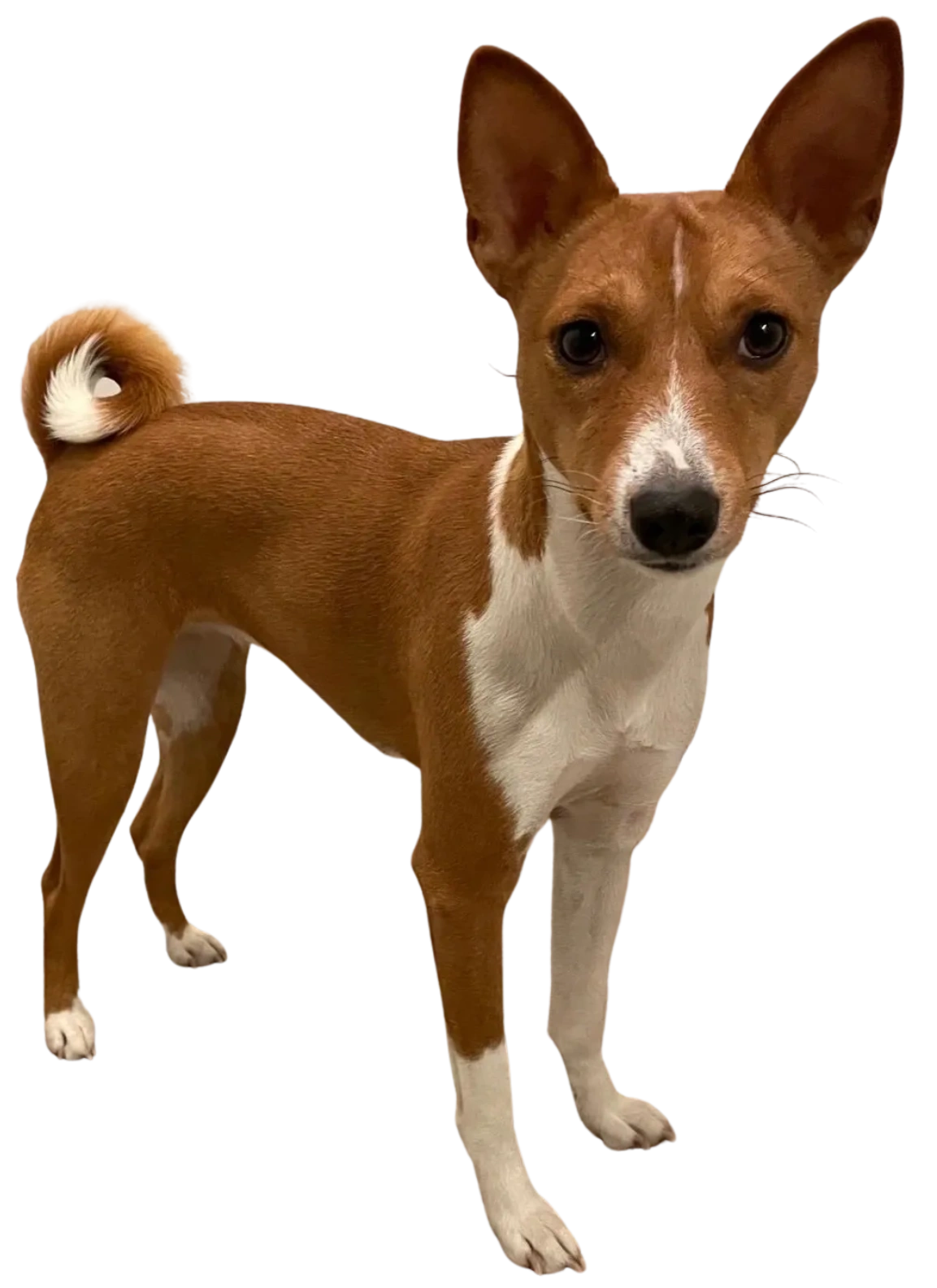 Do Basenjis Like To Cuddle