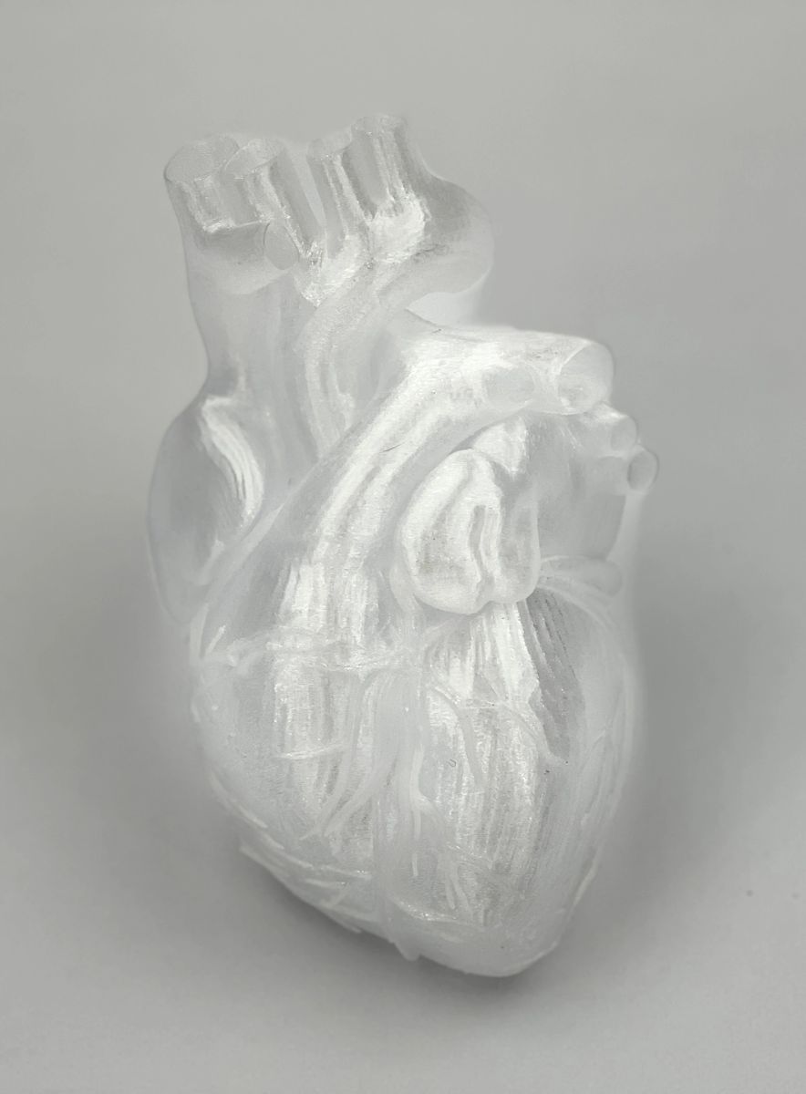 3D Printed Anatomical Heart (PLA)