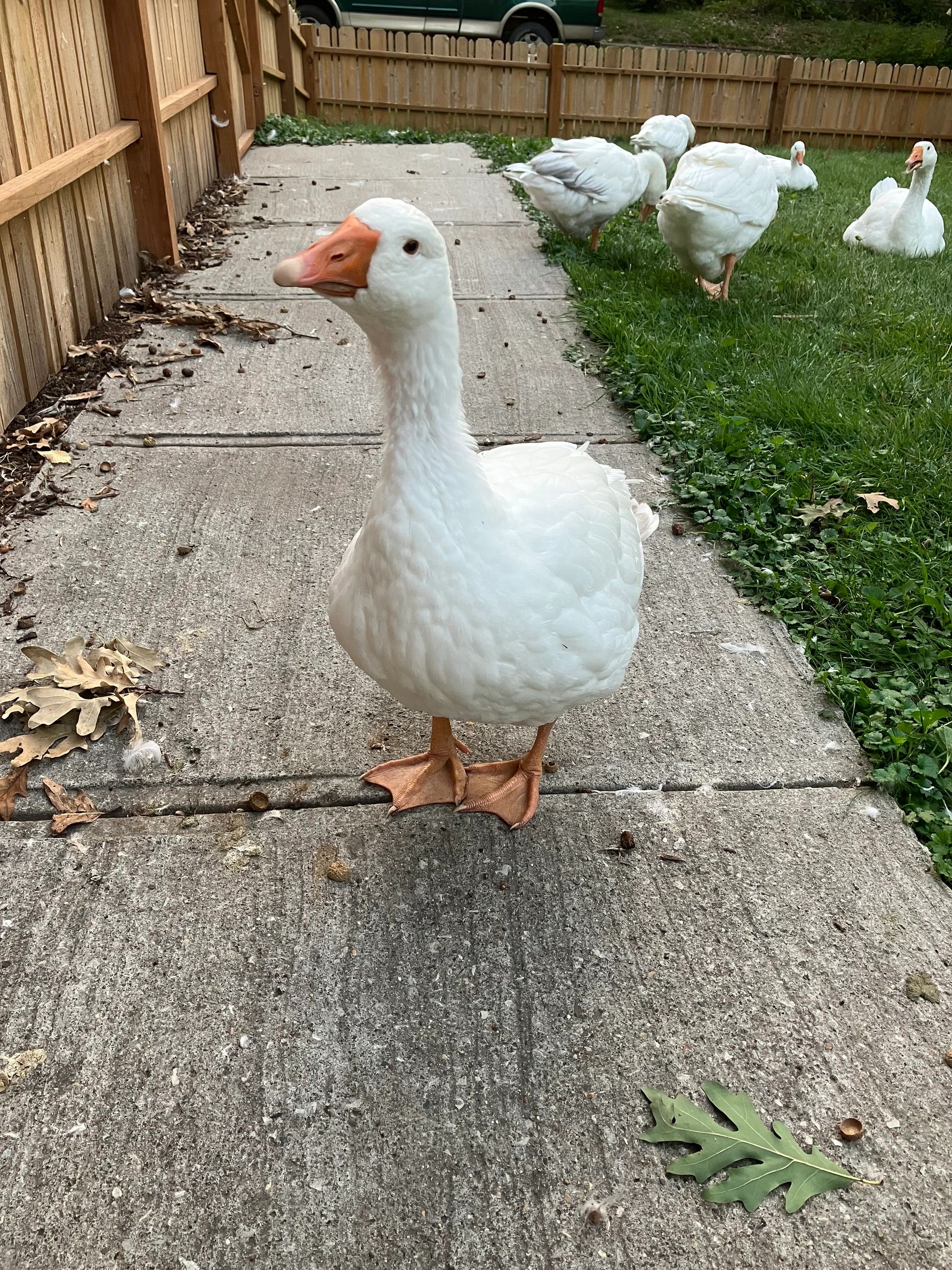 Big Gander Ranch - Home