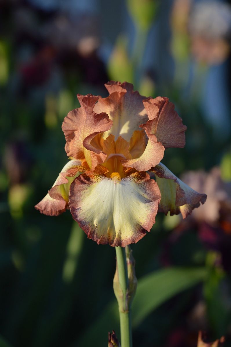 Cinnamon Girl Iris
