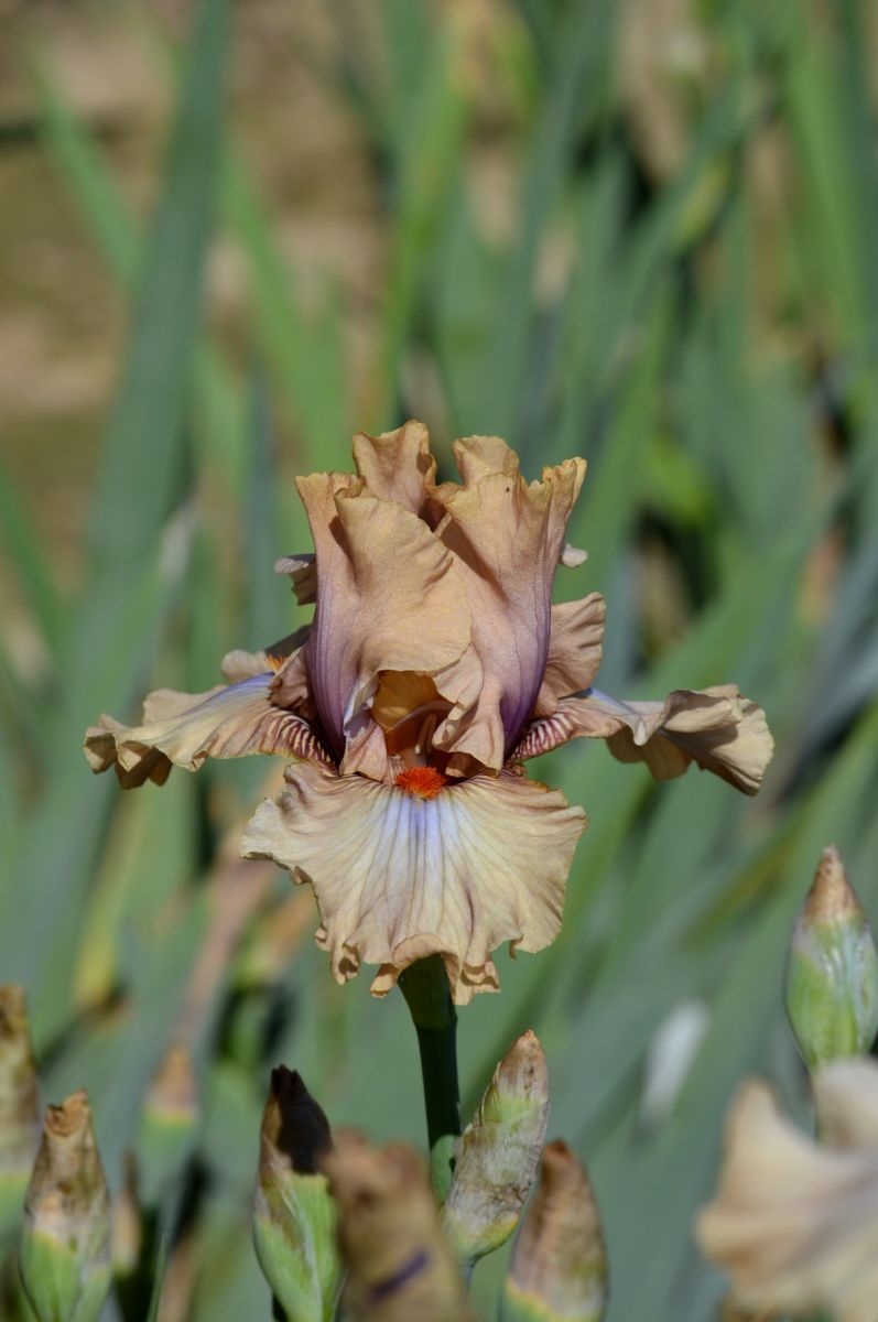 Coffee Trader Iris