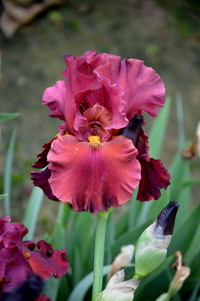 Dynamite Iris