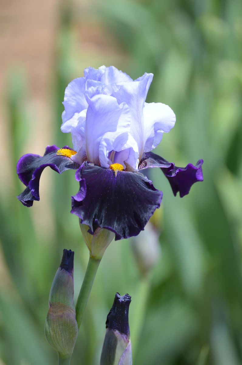 Habit Iris
