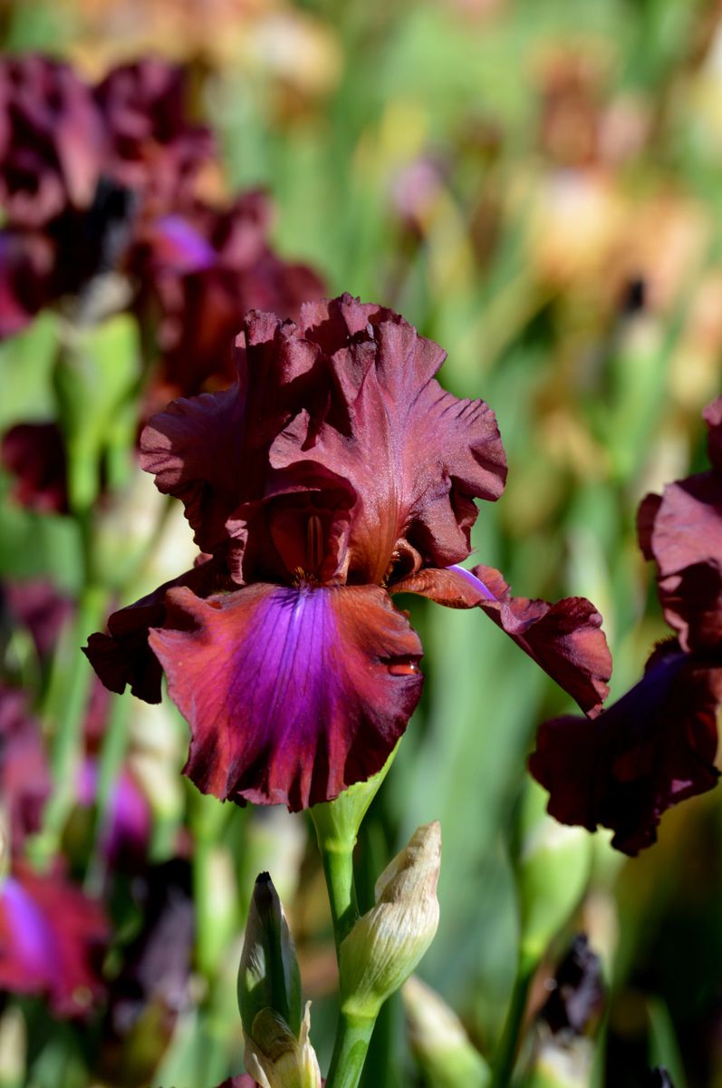 Jester's Robe Iris