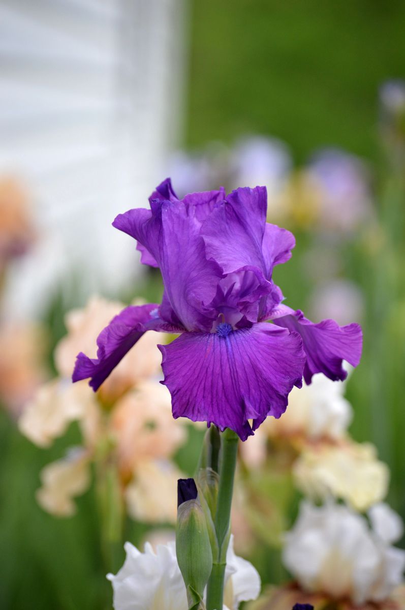 Loyalist Iris
