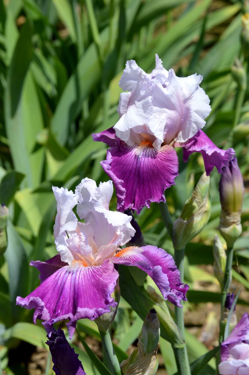 Robin of Loxley Iris