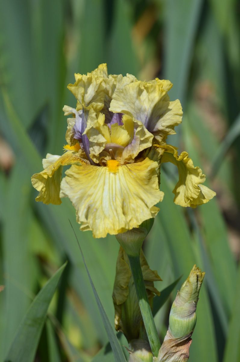 Secret Rites Iris