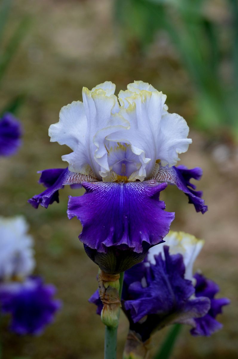Slovak Prince iris