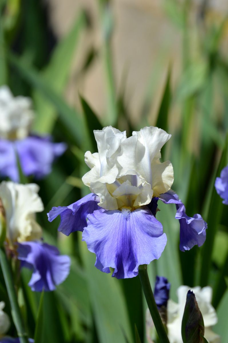 Stairway to Heaven Iris