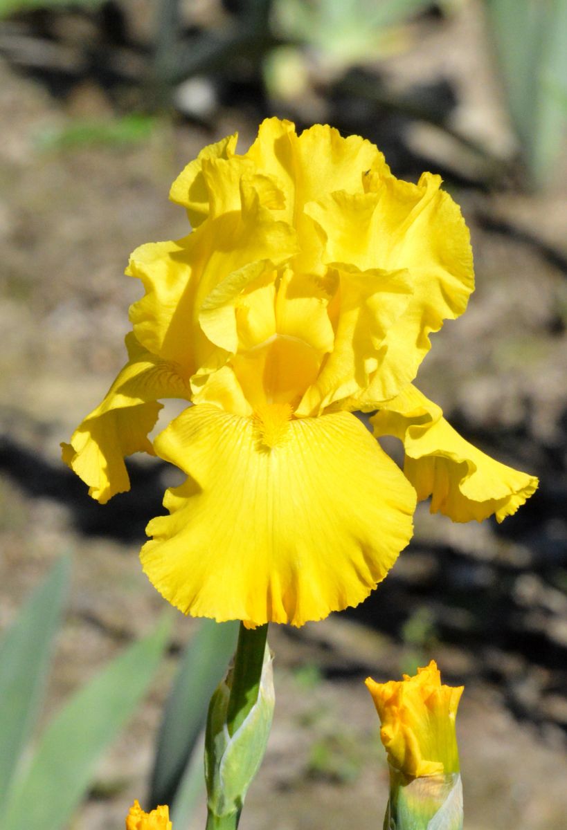 Strike It Rich Iris
