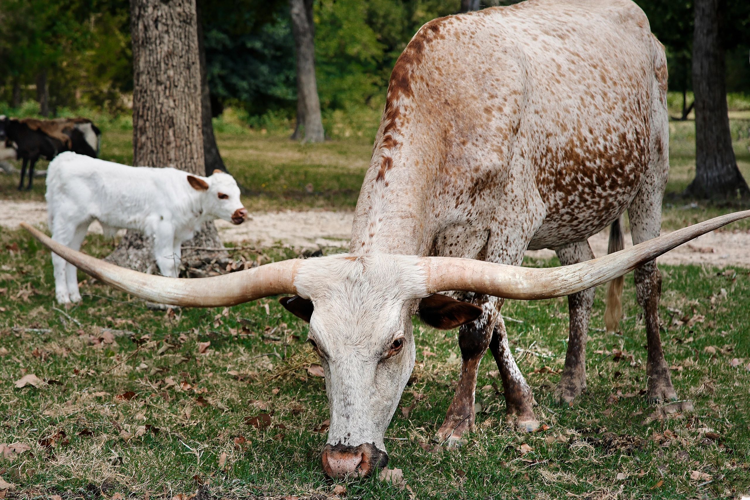 Our Texas Ranch