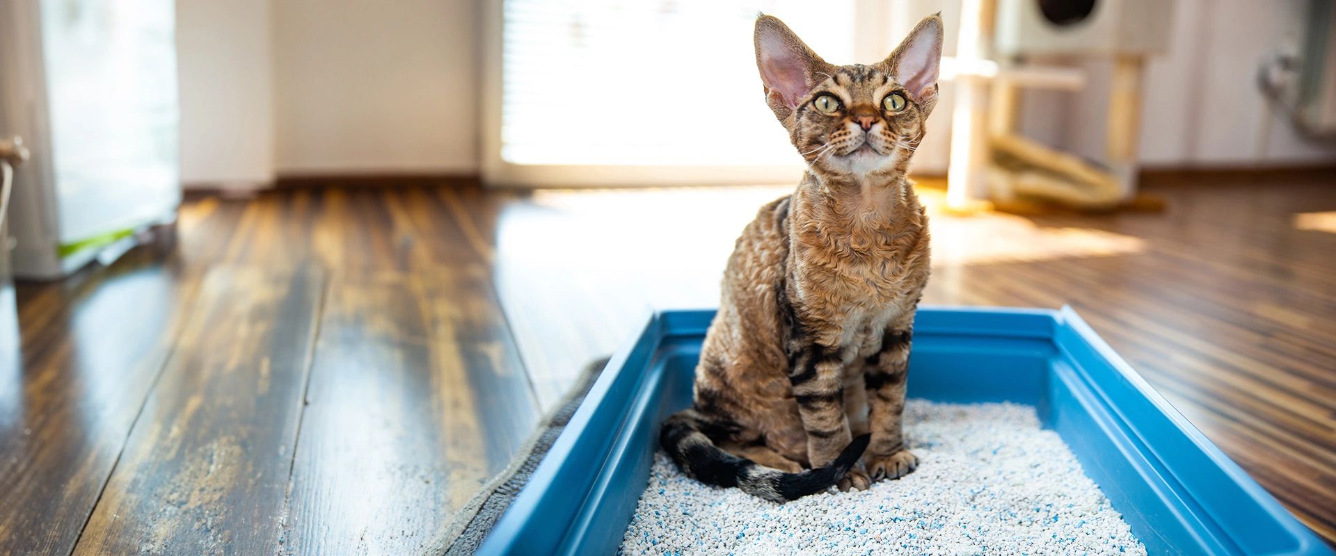 Contact - Poop Bucket – Get in Touch