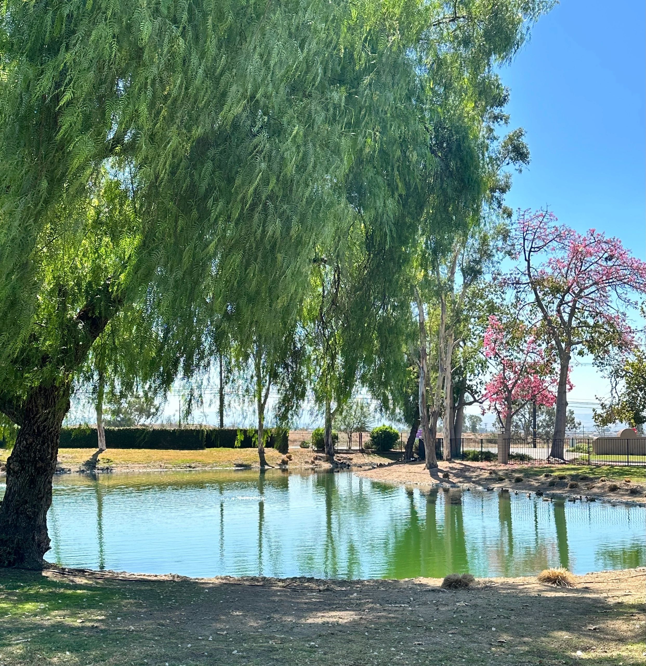 Village Lakes Events