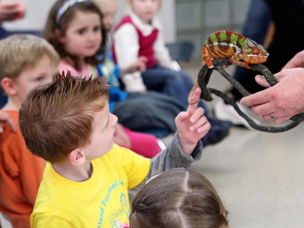 The Little Creatures Co. - Animal Programs, Wildlife Education