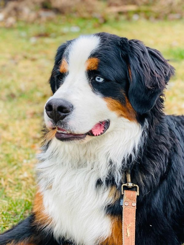 Bernese Mountain Dogs