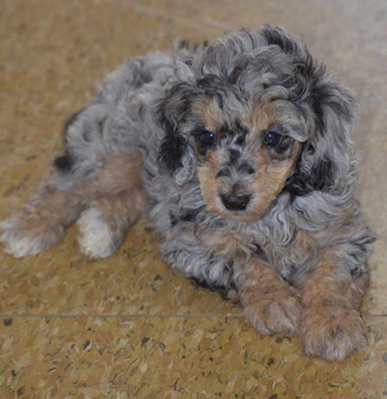 Are There Blue Merle Poodles