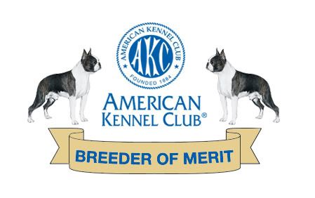 Bewitching Bostons - Animal Lovers, Dog Trainer