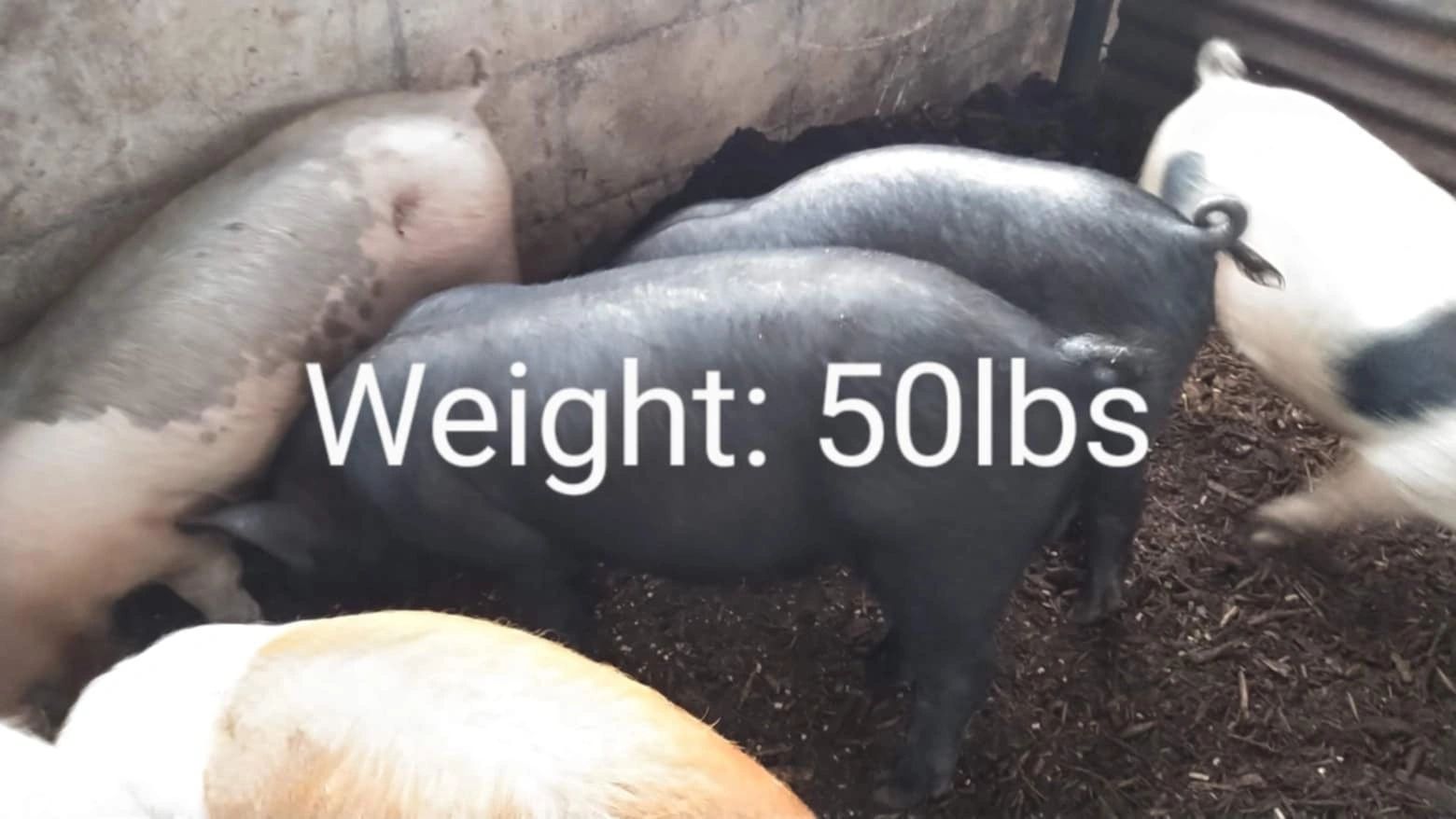 The True Cost of Raising Pigs: Time, Care, and Investment.