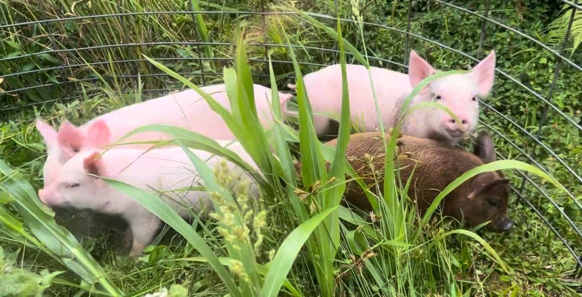 Piglets: Gentle Fermented Plant Juice with a Herbal Boost