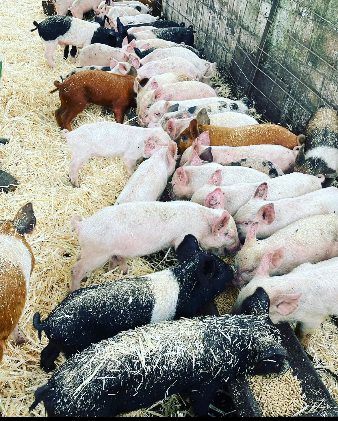 Big Island Hog Farm - Big Island Hawaii, Pigs, Livestock Dealer