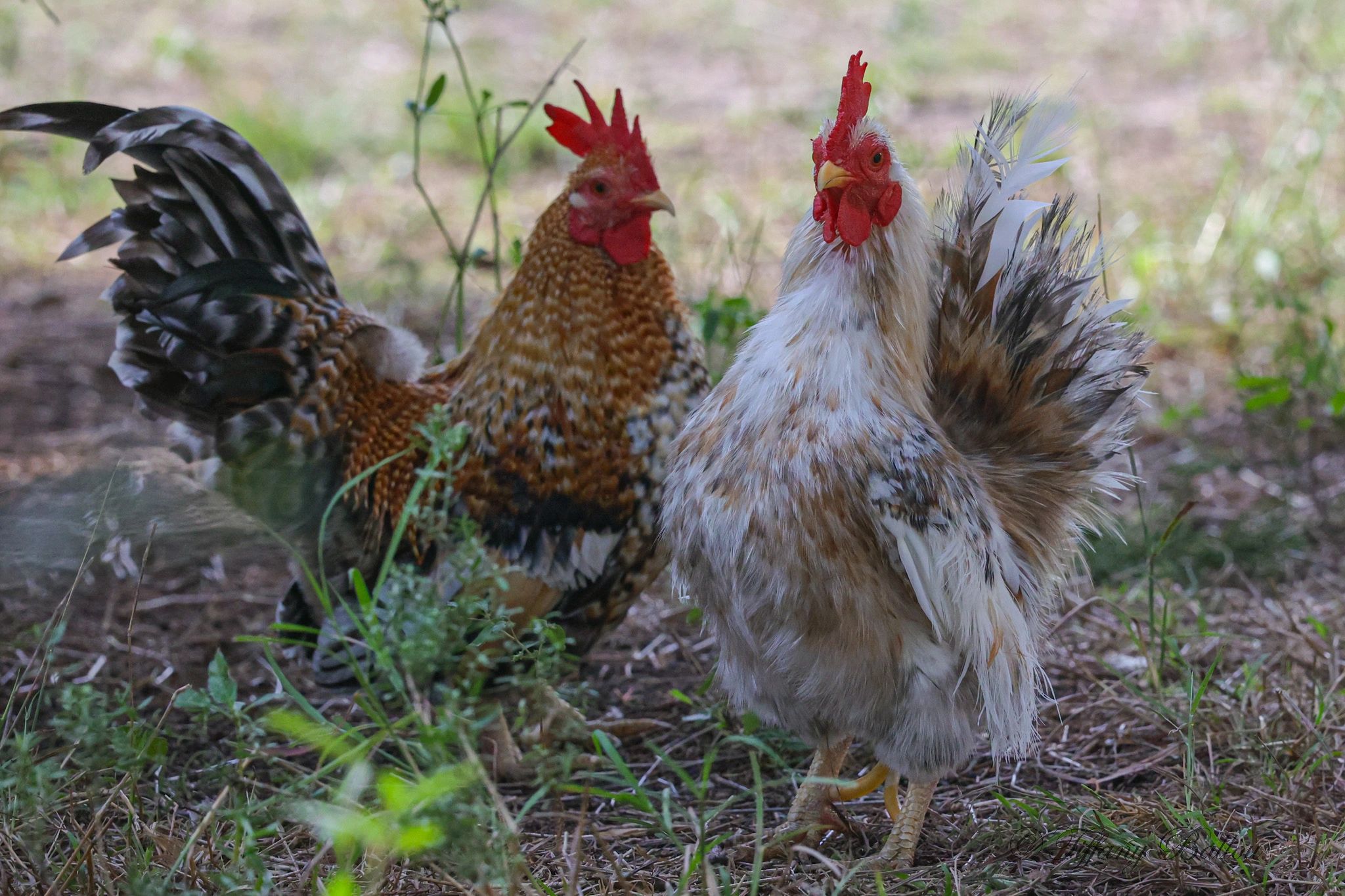 The Chicken Rescue - Chicken Rescue