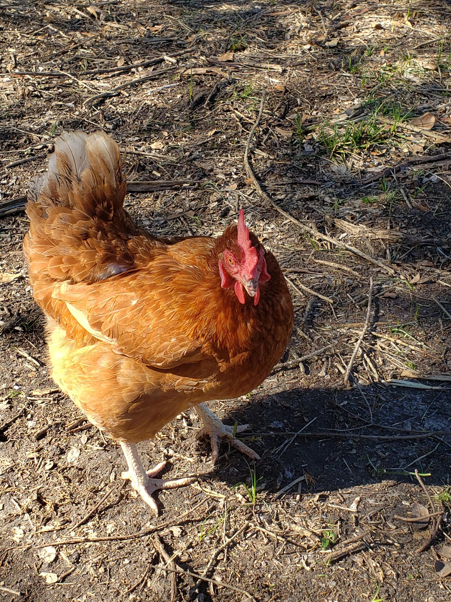 The Chicken Rescue - Chicken Rescue