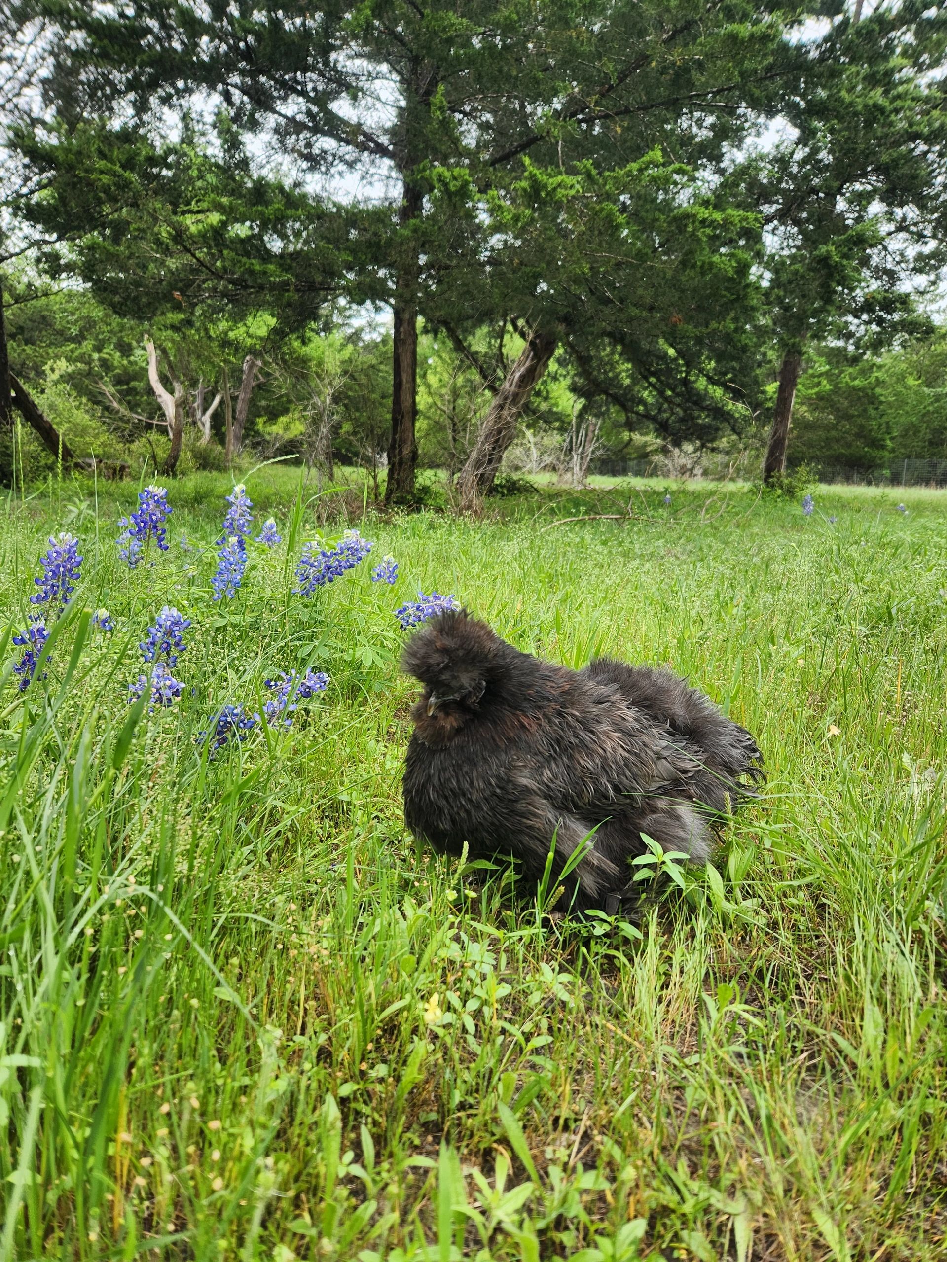 The Chicken Rescue - Chicken Rescue