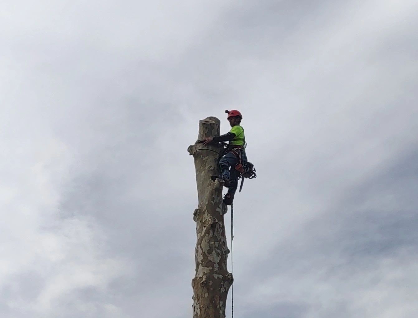 Expert Tree Care | Addictive Nature Tree Service