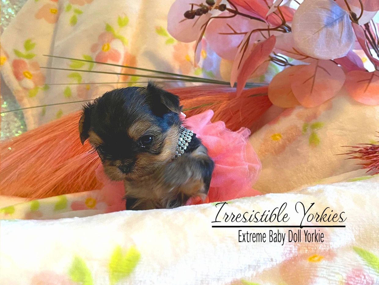 Tiny Yorkie Comes Home - Micro Yorkie - Teacup Yorkies