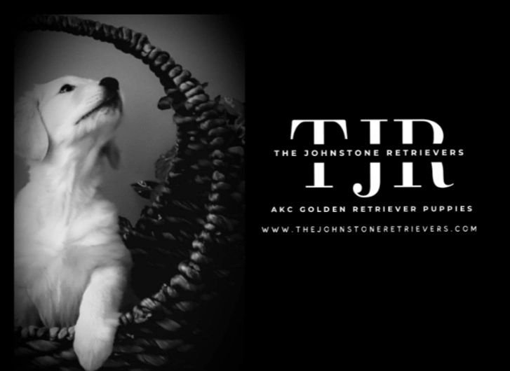 AKC Golden Retriever Puppies - the Johnstone Retrievers