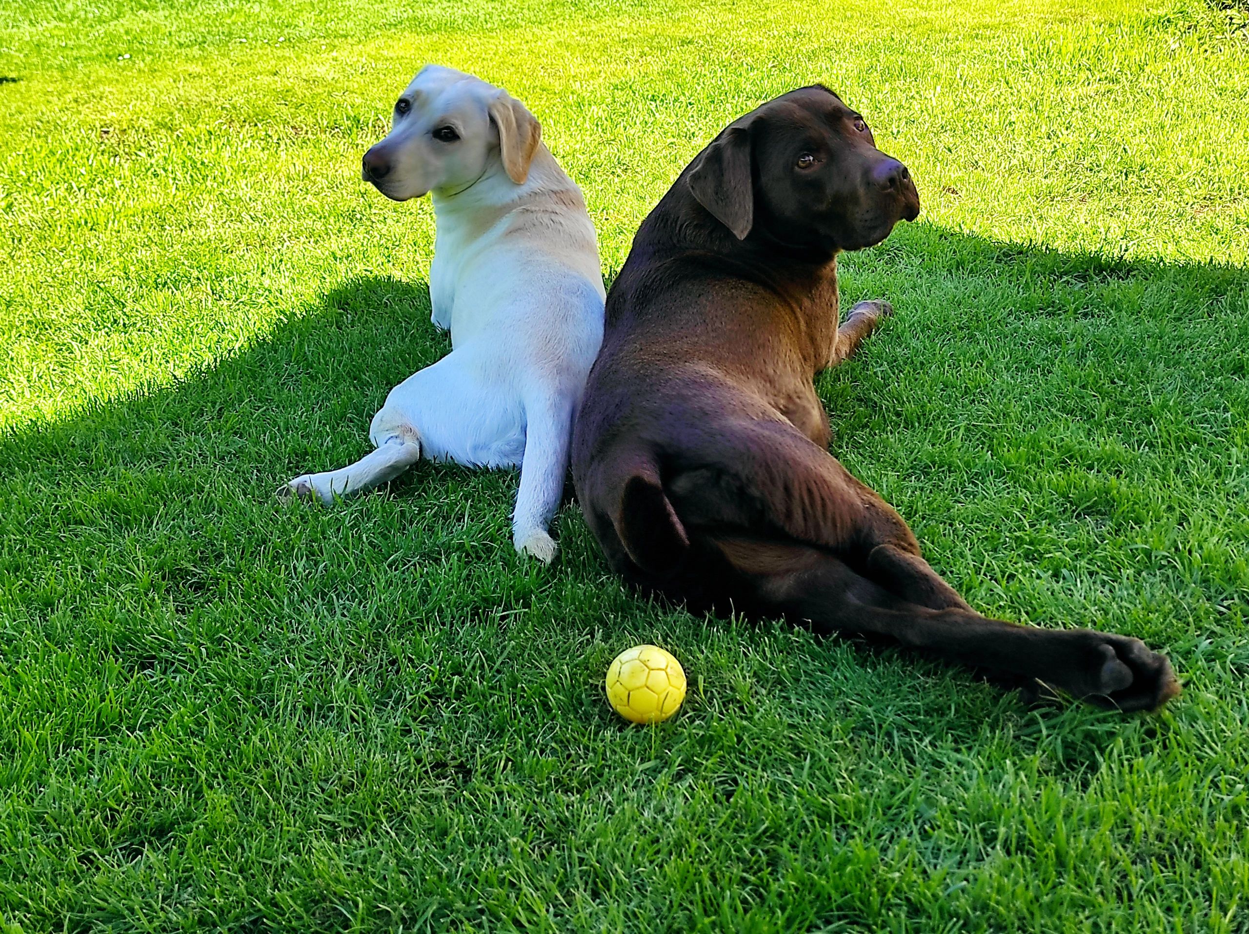 Nodding-Dogs Home Boarding & Daycare Services - Home