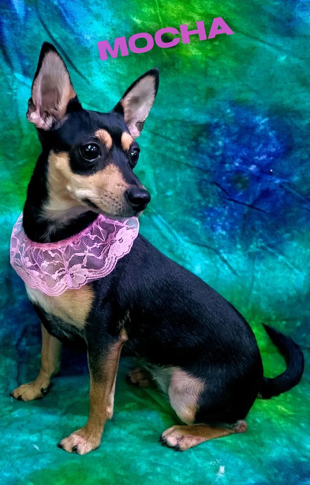 VANITYFUR PET PARLOR