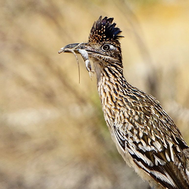 Birdies and Bobcats Can Be Par for The Course!