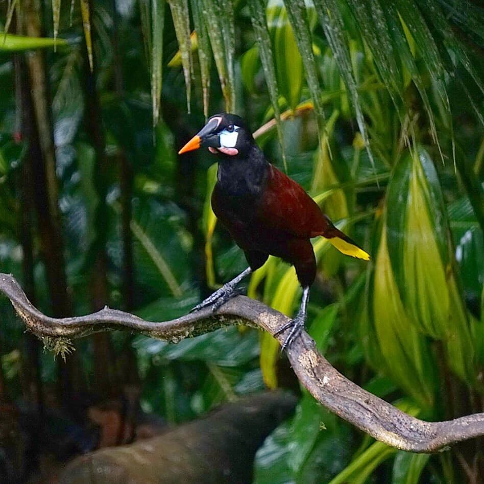 Magnificent Montezuma Oropendola