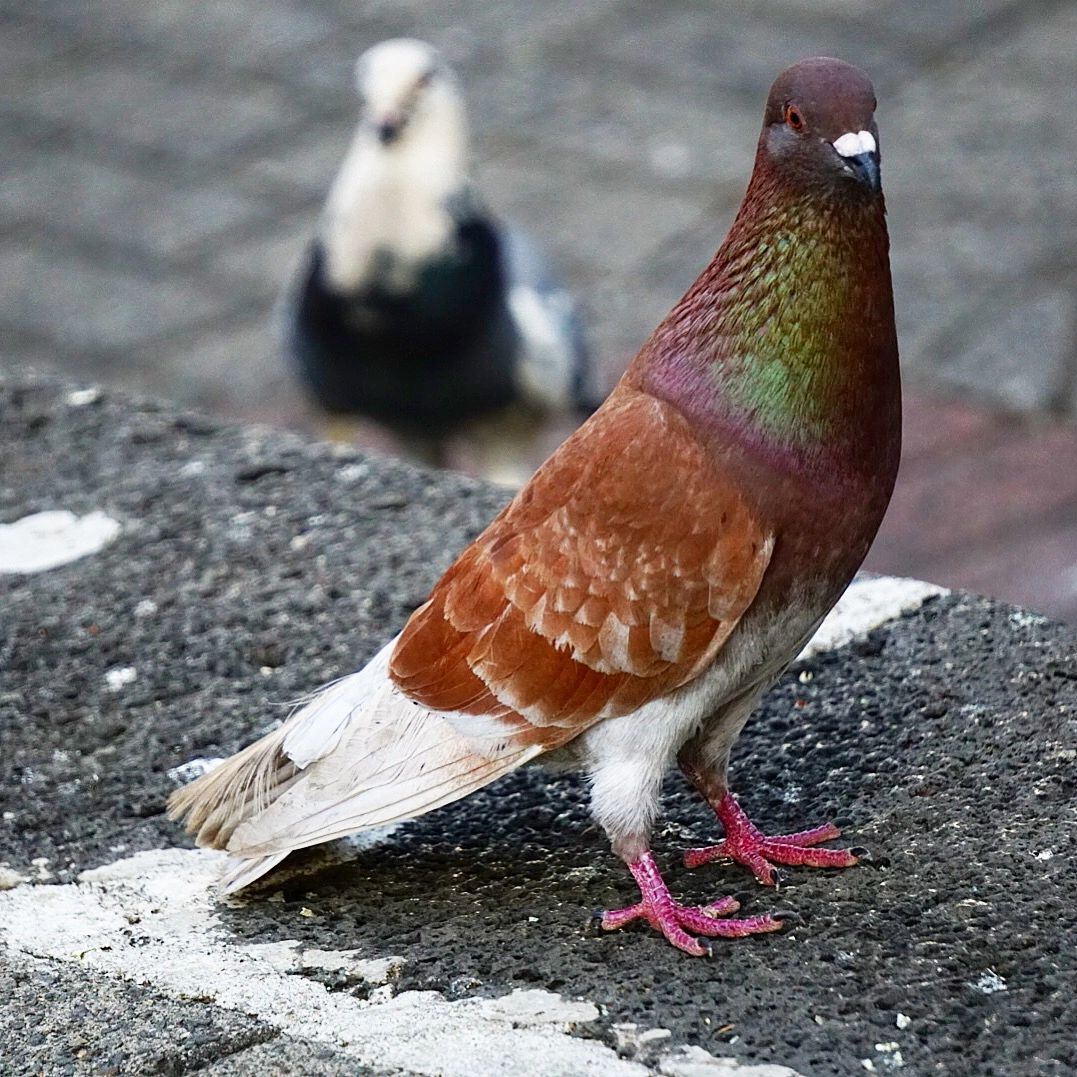 All Birds are Good Birds When You Can Access Wonder