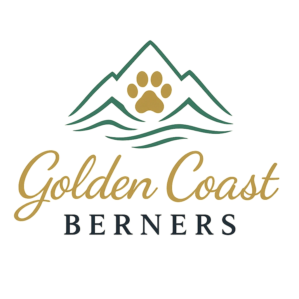 Bernese Mountain Dogs | Golden Coast Berners Breeding